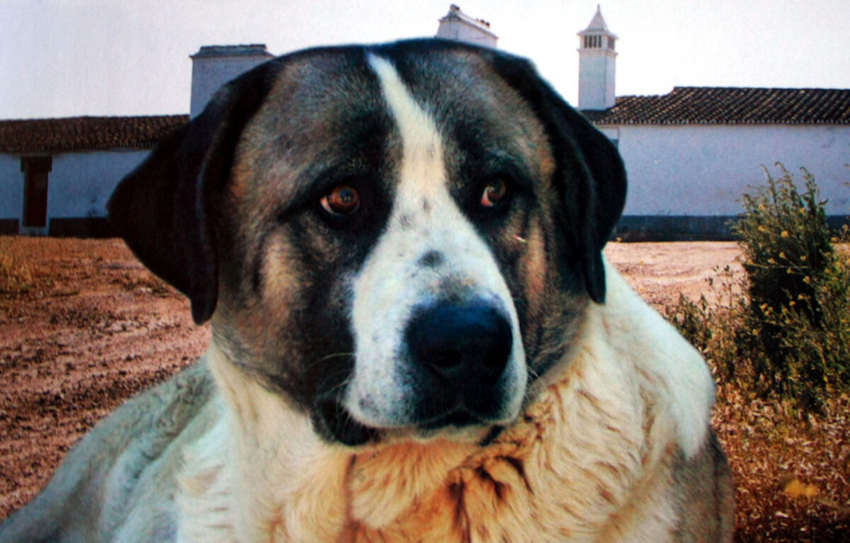 What Is A Rafeiro Do Alentejo Breed Dog